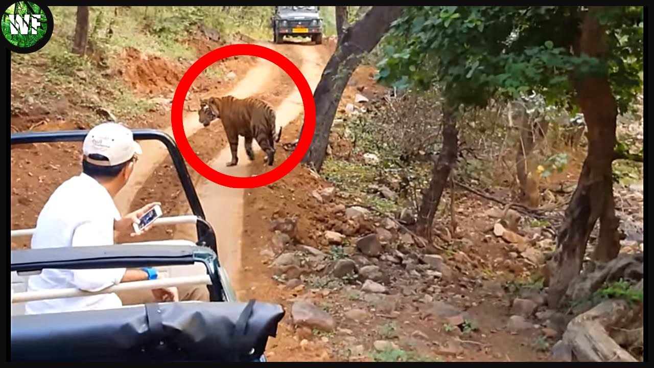 Scariest Tiger Encounters You Should Probably Avoid Clicking On - YouTube