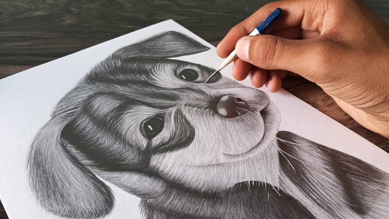 REALISTIC Dog Pencil Drawing ️ - YouTube