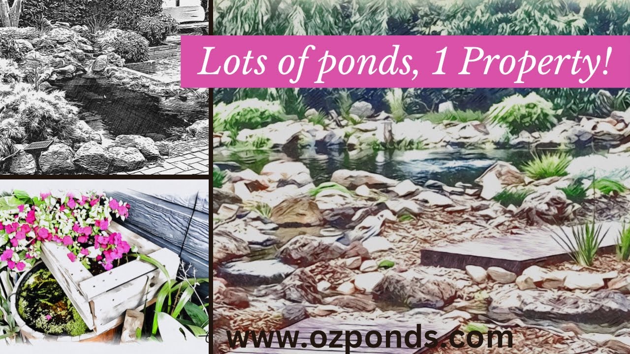 Pond walk around (tour)| DIY Ponds - YouTube