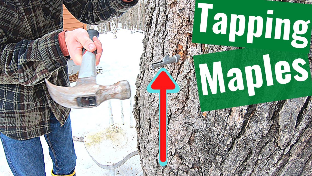 Tapping Maple Trees for Syrup the EASY WAY - YouTube