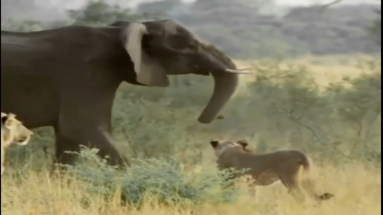 Elephant fights with Lion | Angry Elephant attacks Lion very hard ...