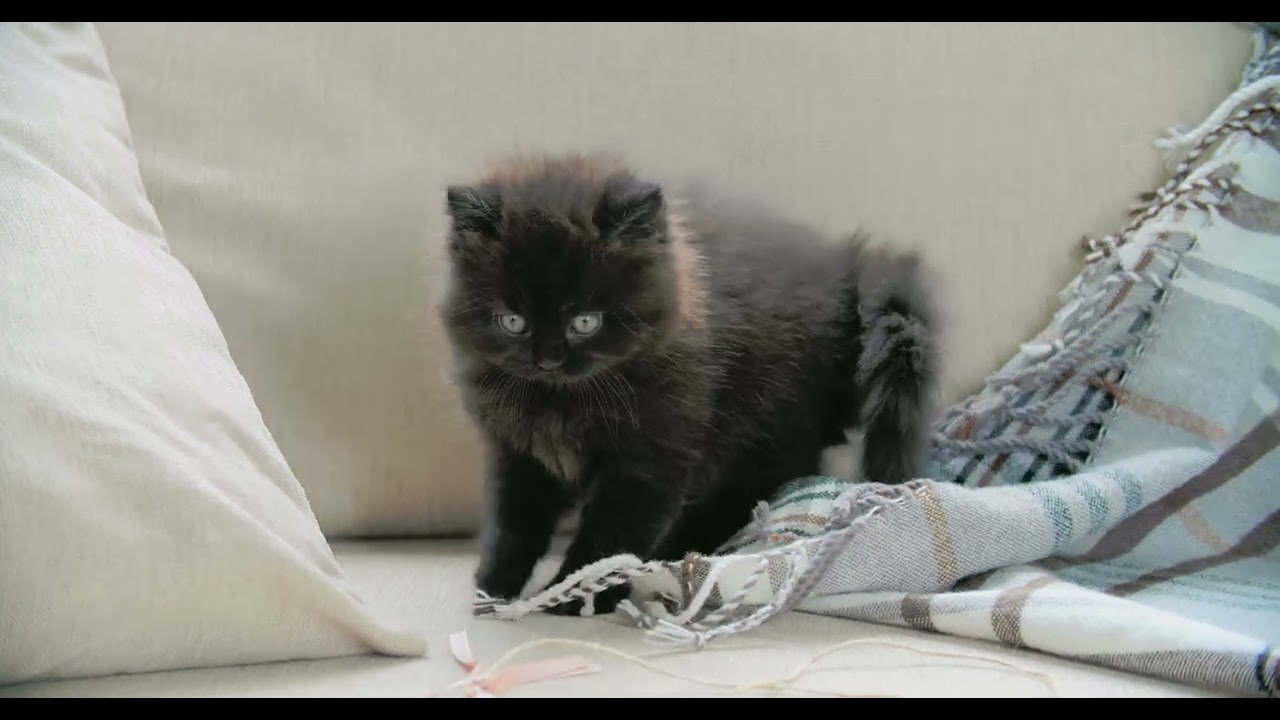 cute kitty - YouTube