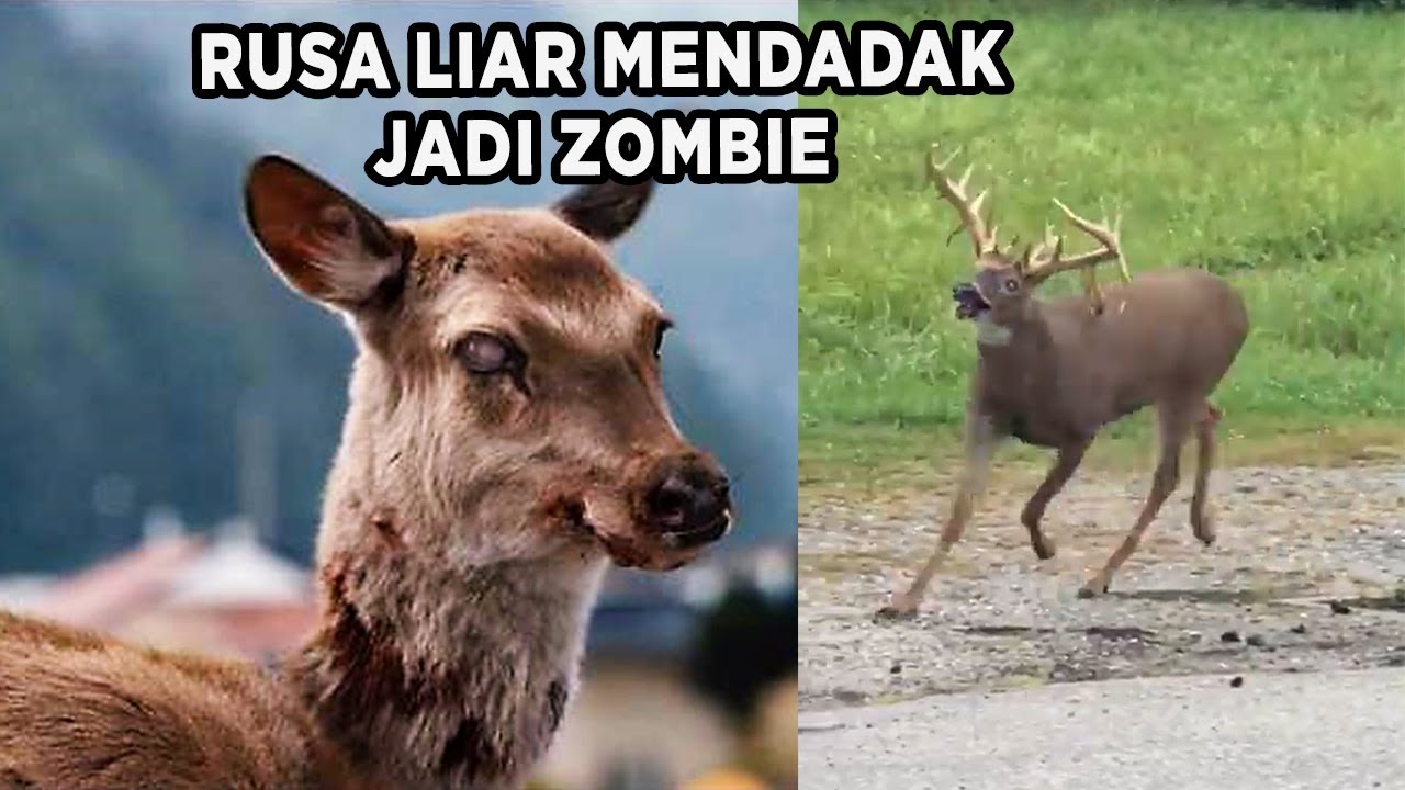Banyak Rusa Liar Yang Menjadi ZOMBIE - YouTube