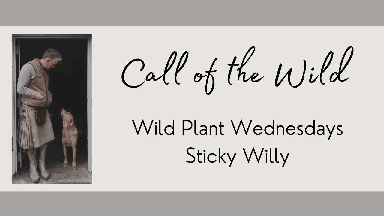 Wild Plant Wednesdays: Sticky Willy - YouTube