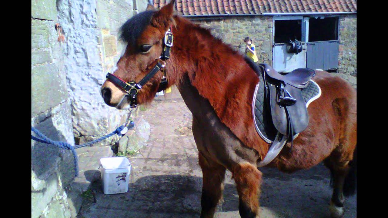 Barbarafield - YouTube