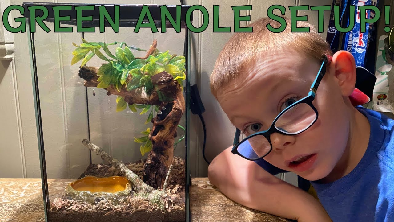 Green Anole Setup! How to Set Up a Green Anole Terrarium! - YouTube