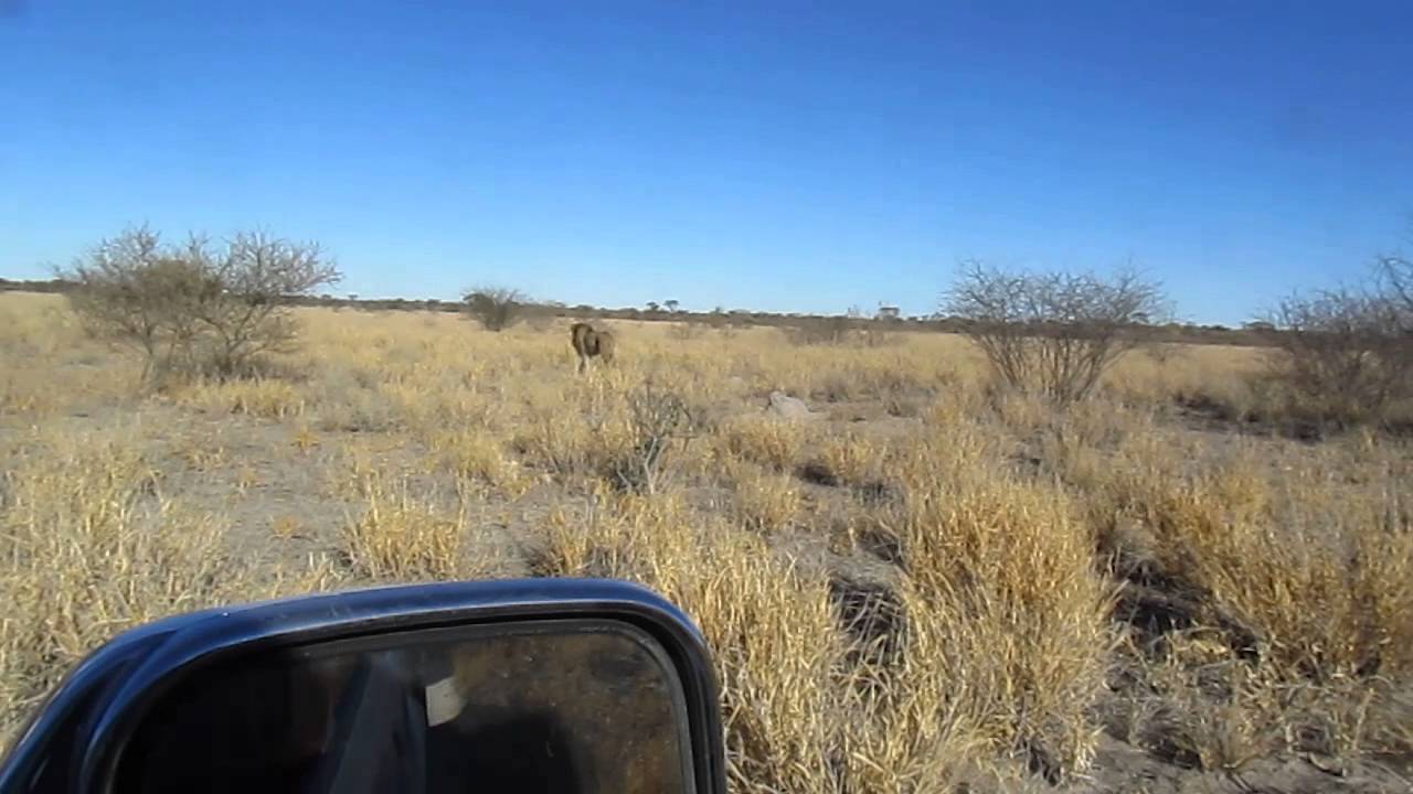 Lions near Sunday Pan 2 CKGR - YouTube