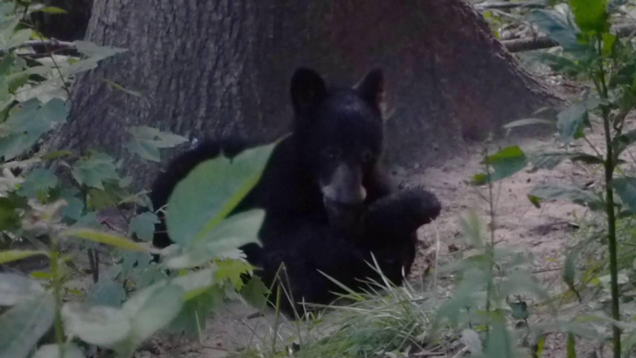 The Bears at Dusk- July 3, 2016 - YouTube