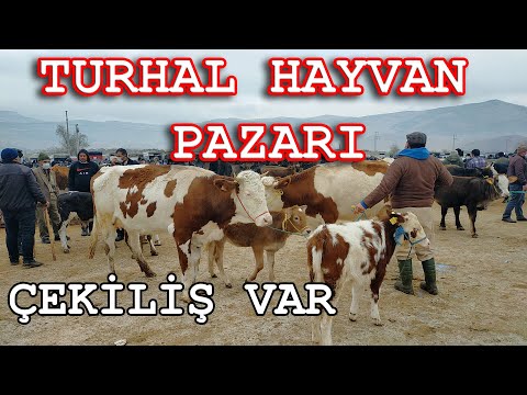 TOKAT TURHAL HAYVAN PAZARI DOP DOLU | BÖLÜM 1 | ÇEKİLİŞ VAR