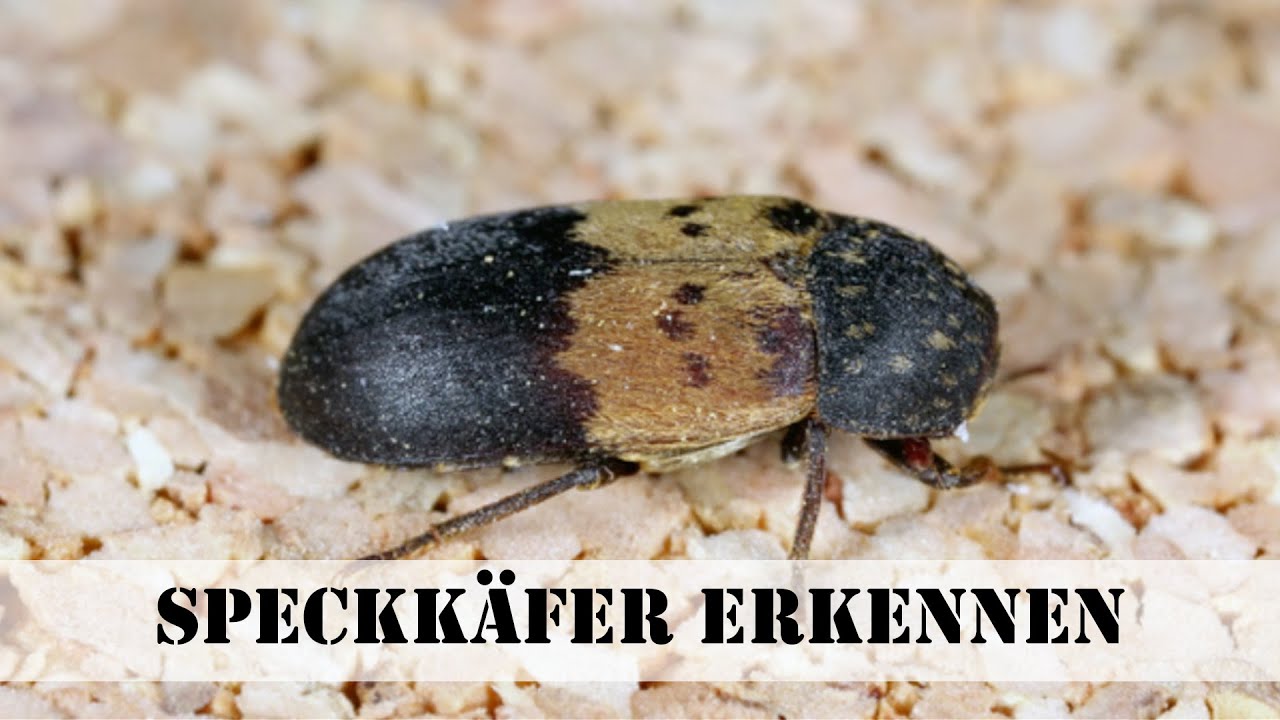 Speckkäfer-Befall erkennen - YouTube