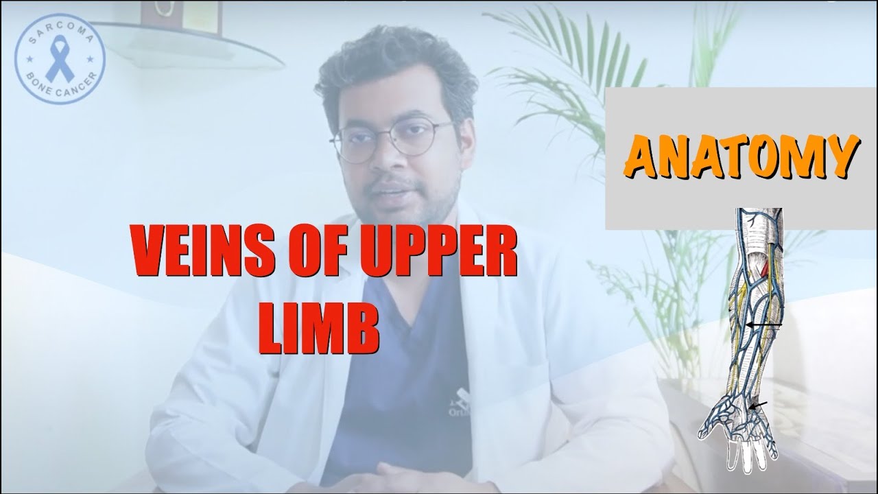 Veins of the Upper Limb - Detailed Anatomy | Dr. Deepak Garg - YouTube