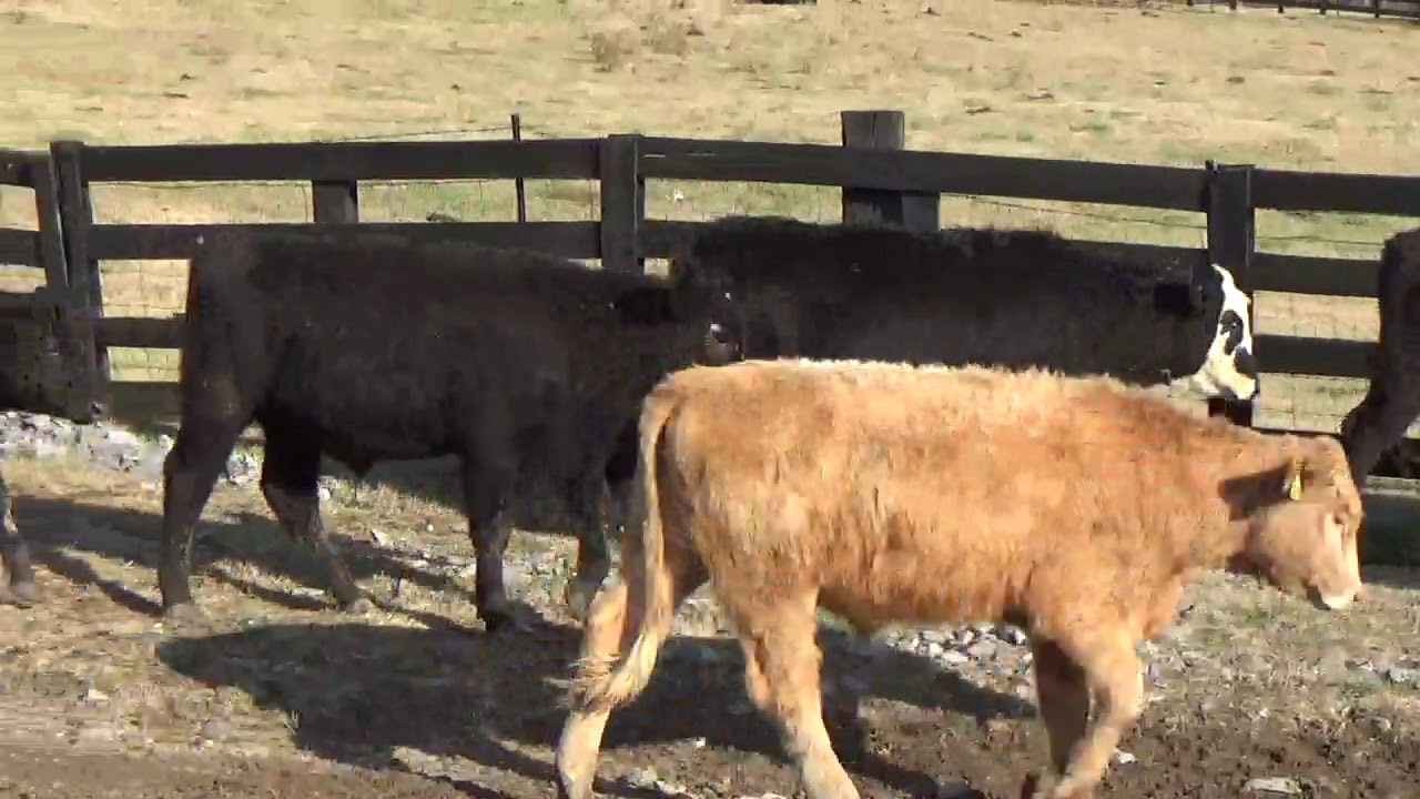 675# Steers Arab Livestock Market 12-8-2020 - YouTube