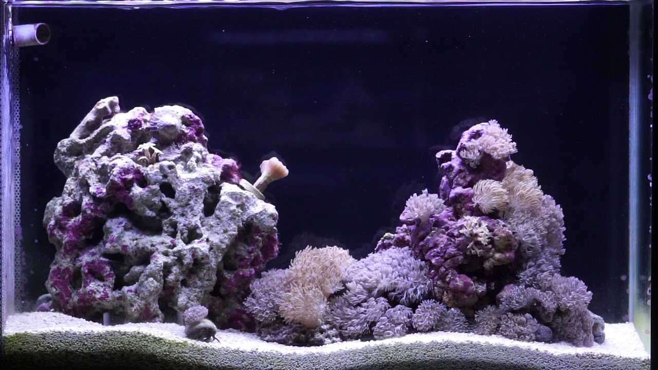 Fluval Spec V Reef Tank Update - YouTube