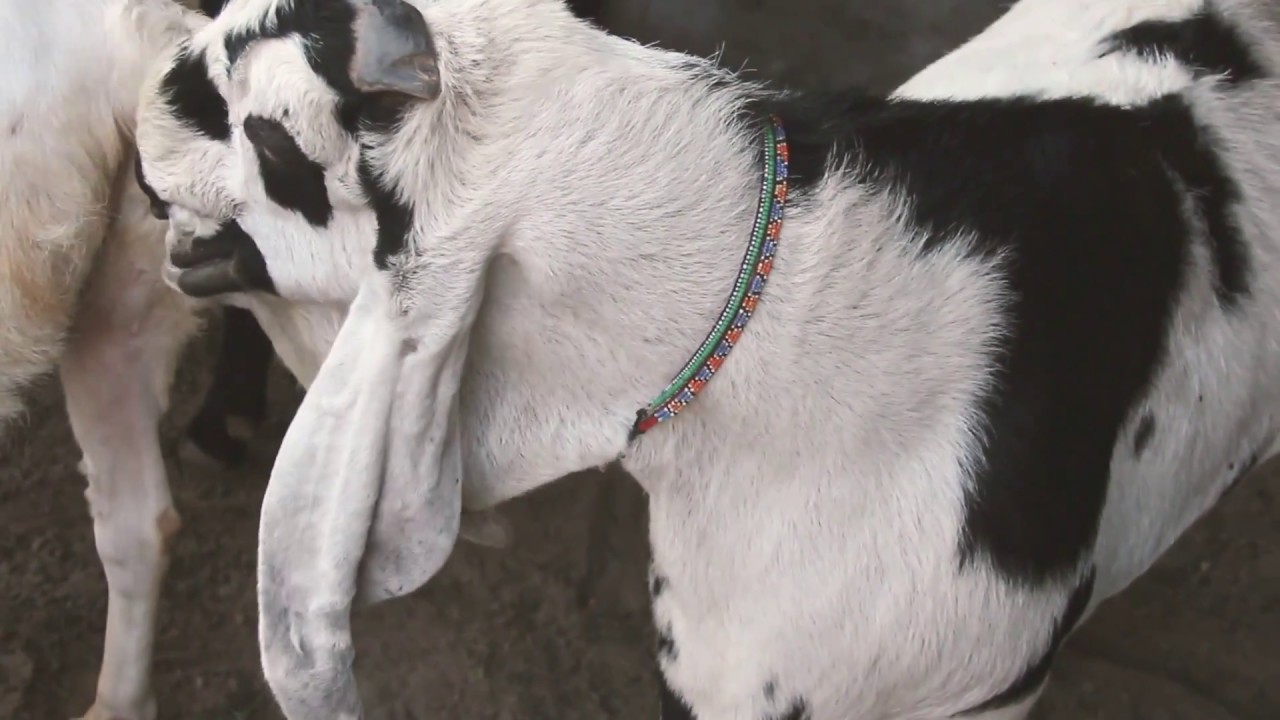 19th All Pakistan Faisalabad Bakra Show Winner || BALOCH 291kg - YouTube