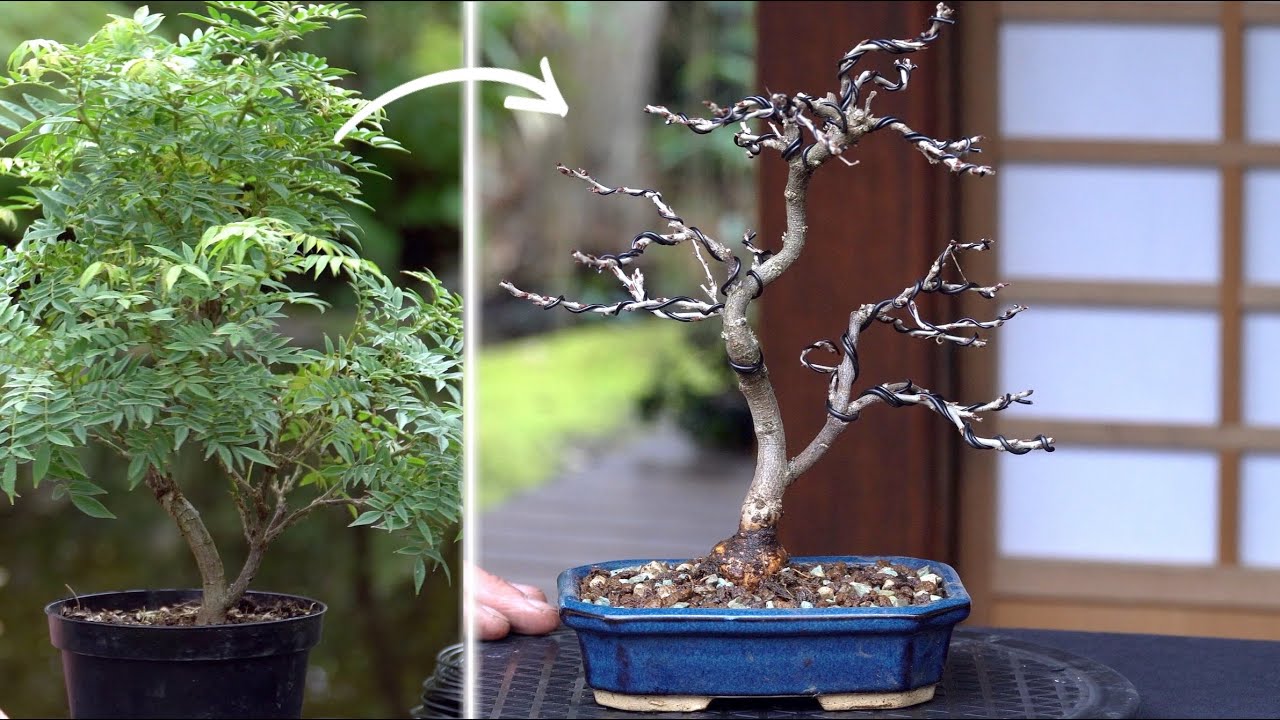 Millettia japonica 'Hime Fuji' bonsai creation DIY - YouTube