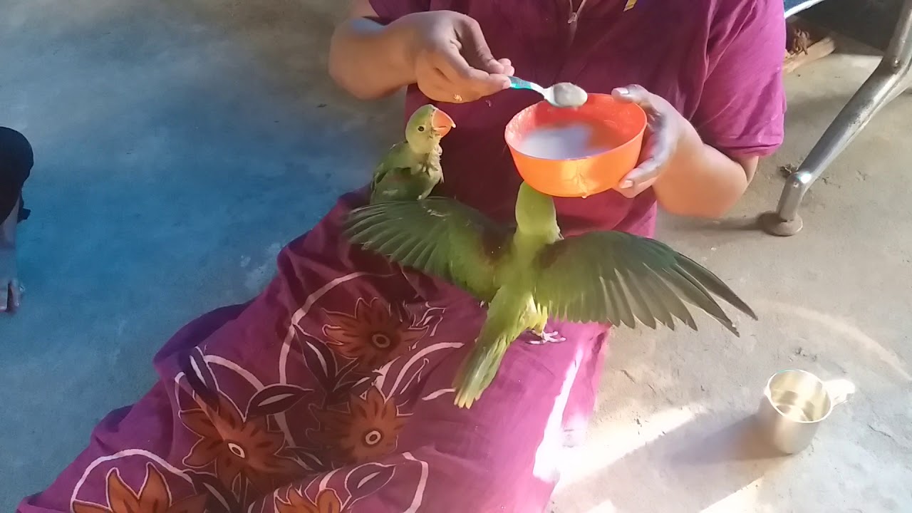 Hill parrot Kerala - YouTube