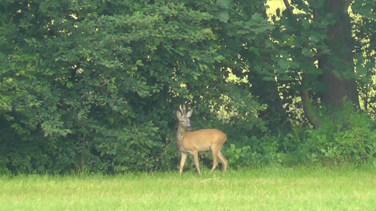 Der Bock in der Ferne - YouTube
