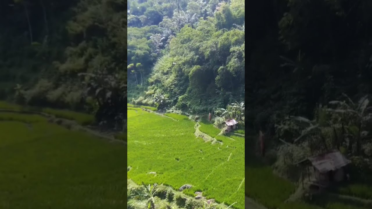 Sawah YouTube Sawah YouTube