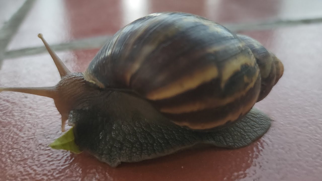 Snail 🐌 walk cycle - YouTube