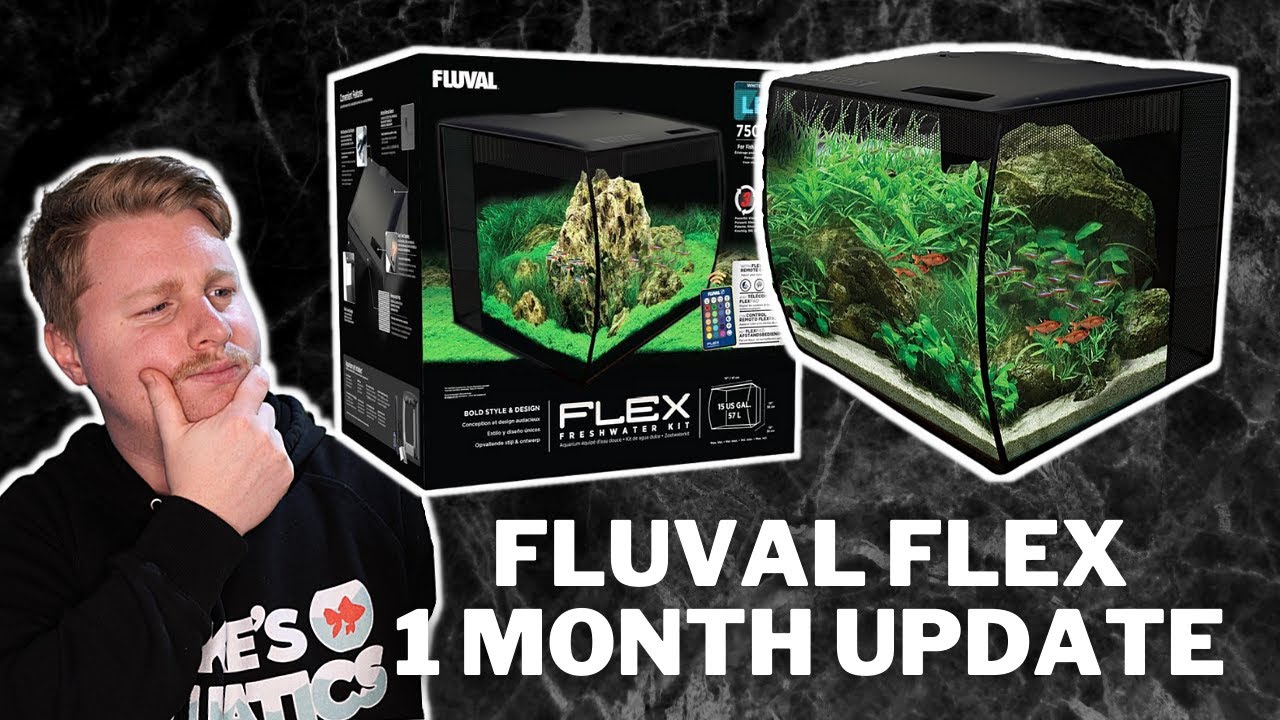 Fluval Flex 1 Month Update - Still The Best All-In-One Aquarium Kit ...