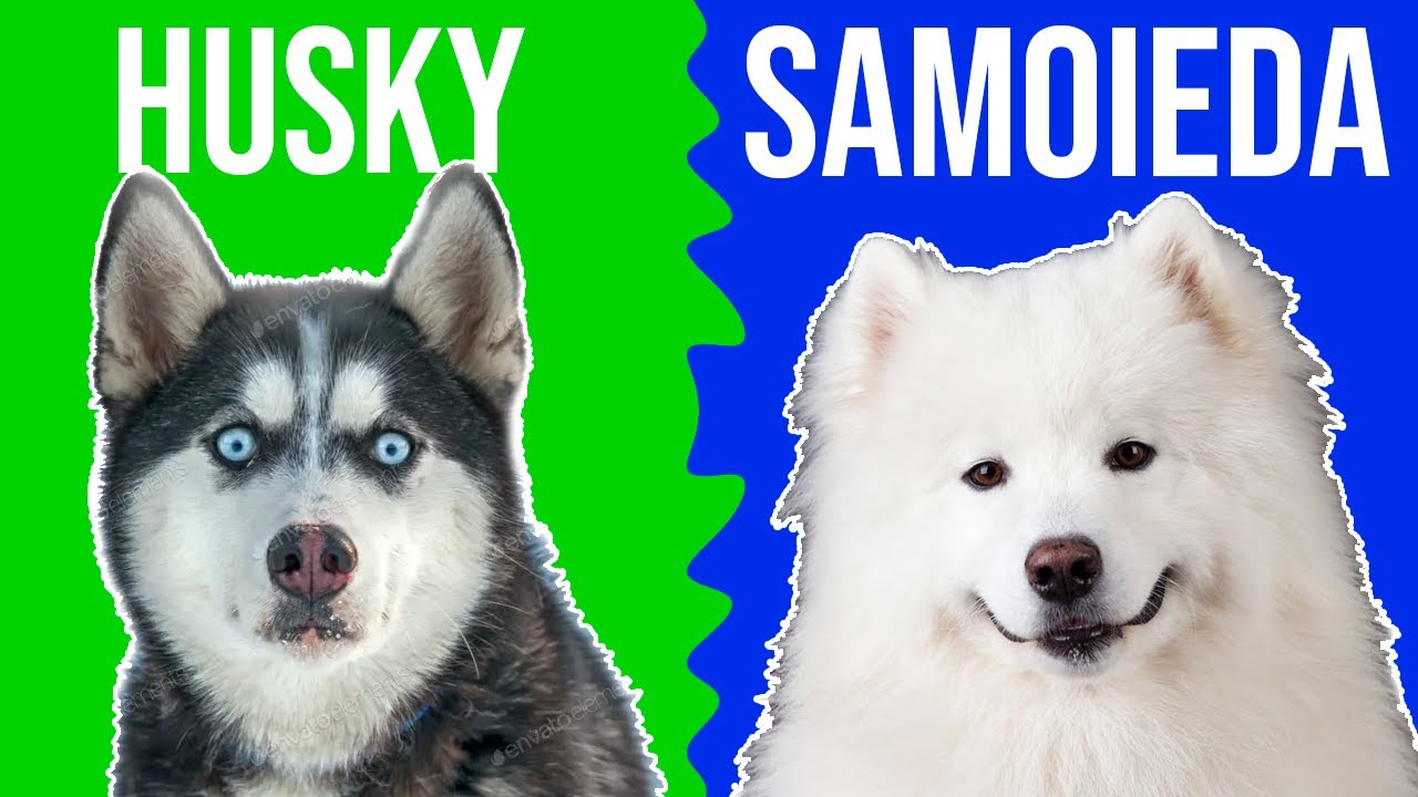 Husky ou Samoieda? Quem venceria uma batalha? - YouTube