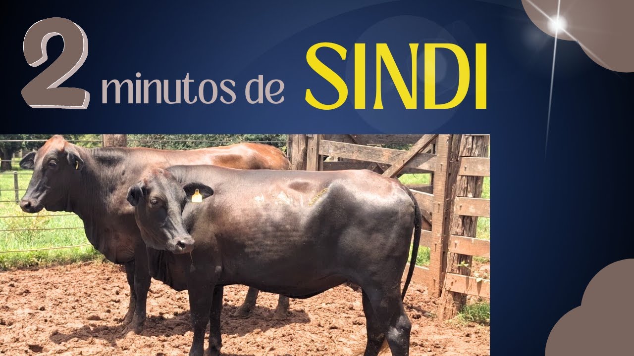 “Explorando a Raça SINDI: Benefícios e Potencial dos Cruzamentos ...