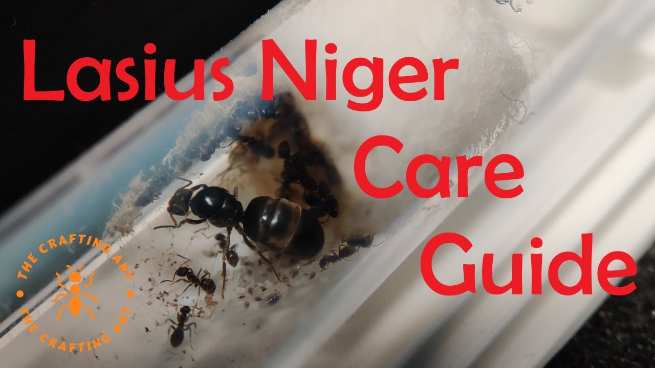 Care Guide for Lasius Niger a perfect starter species of ants - YouTube