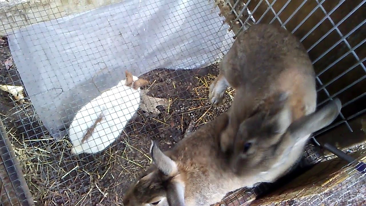 Tennessee Redback breeding - YouTube