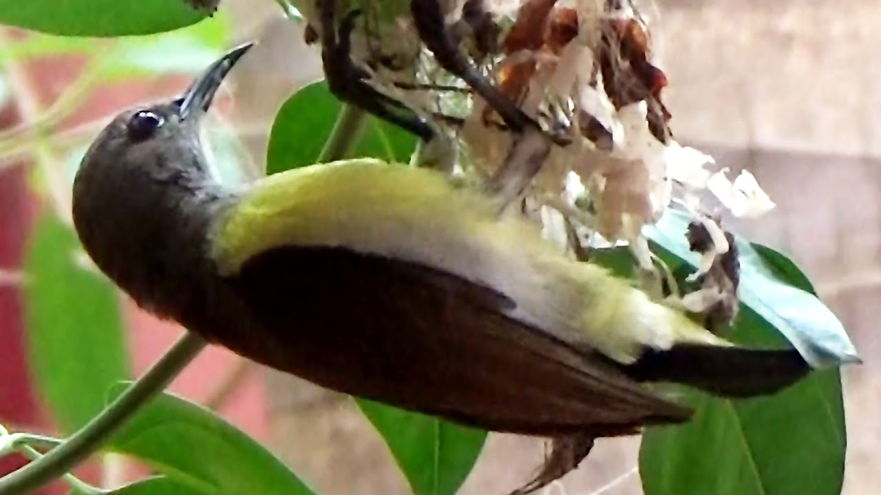 Natural video with music | PURPLE RUMPED SUNBIRD | birds chirping ...