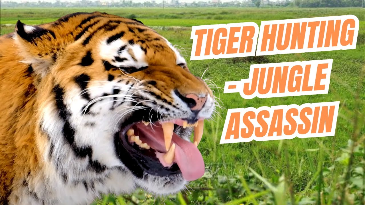 Tiger Hunting – Jungle Assassin - YouTube