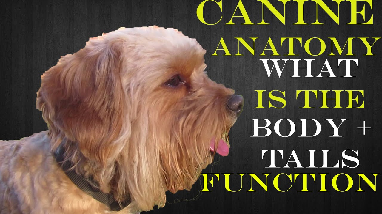 A CANINES ANATOMY🐶: THE BODY + TAIL - YouTube
