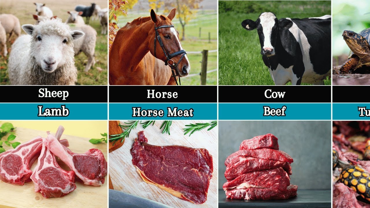 Comparison: Animals and Their meats - YouTube