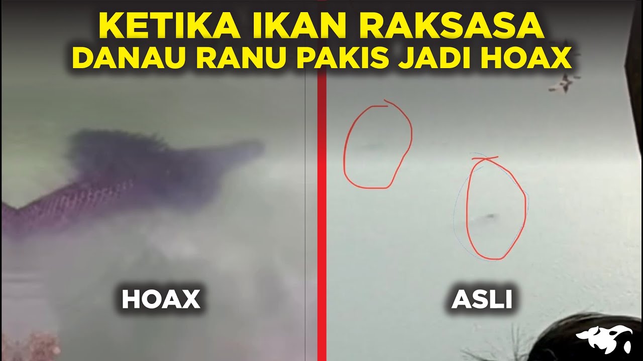 SIMPANG SIUR! KETIKA IKAN RAKSASA DI DANAU RANU PAKIS MENIMBULKAN ...