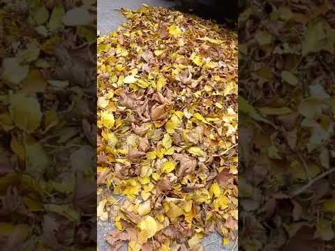 Payız yarpaqları-Xəzəl