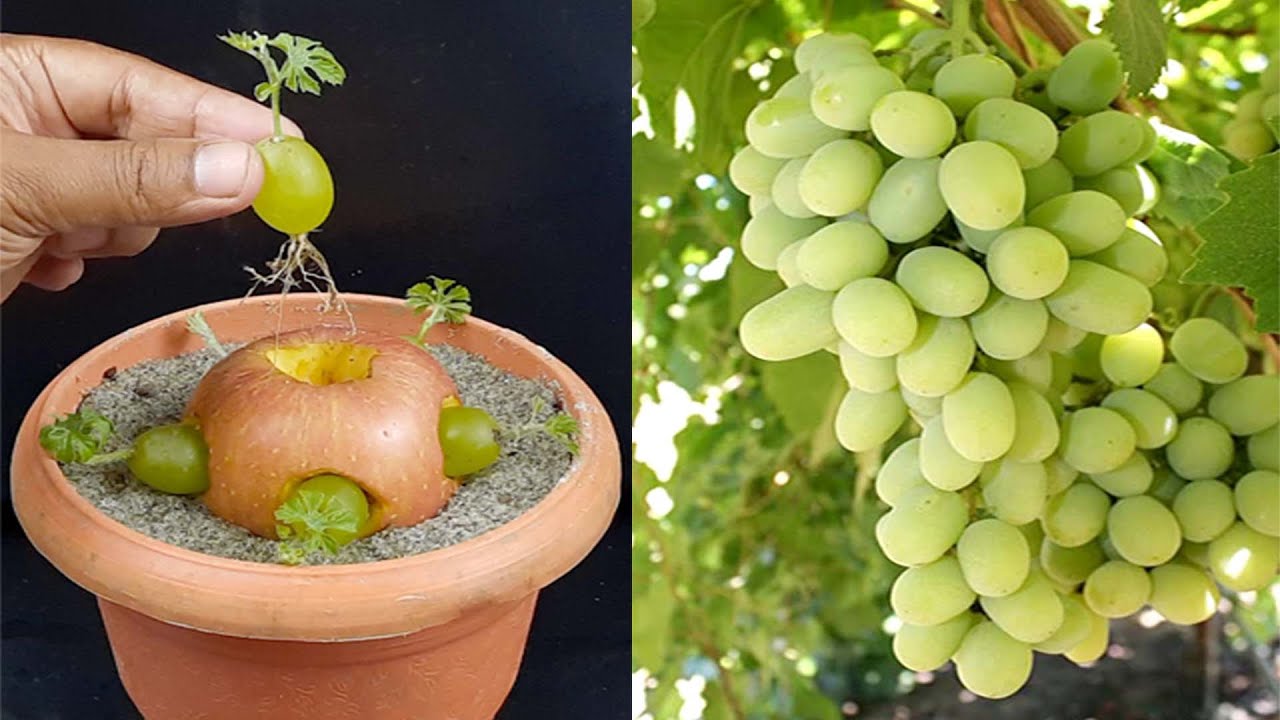 New technique growing grape tree with apple fruit, Propagate grape tree ...