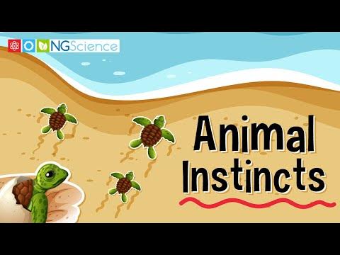 Animal Instincts - YouTube