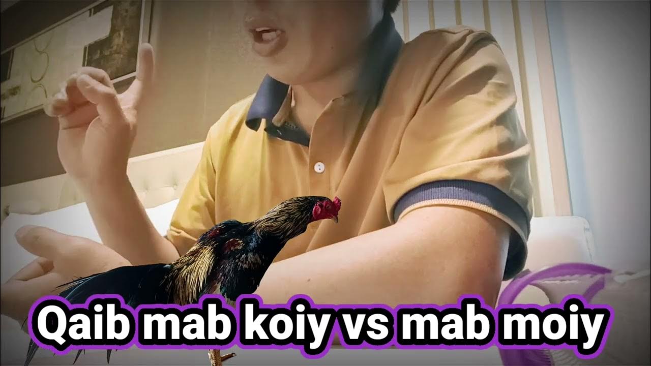 tham txog qaib mab moiy vs qaib mab koiy puas muaj tus keej keej ntau tau nyiaj ntau ntau - YouTube