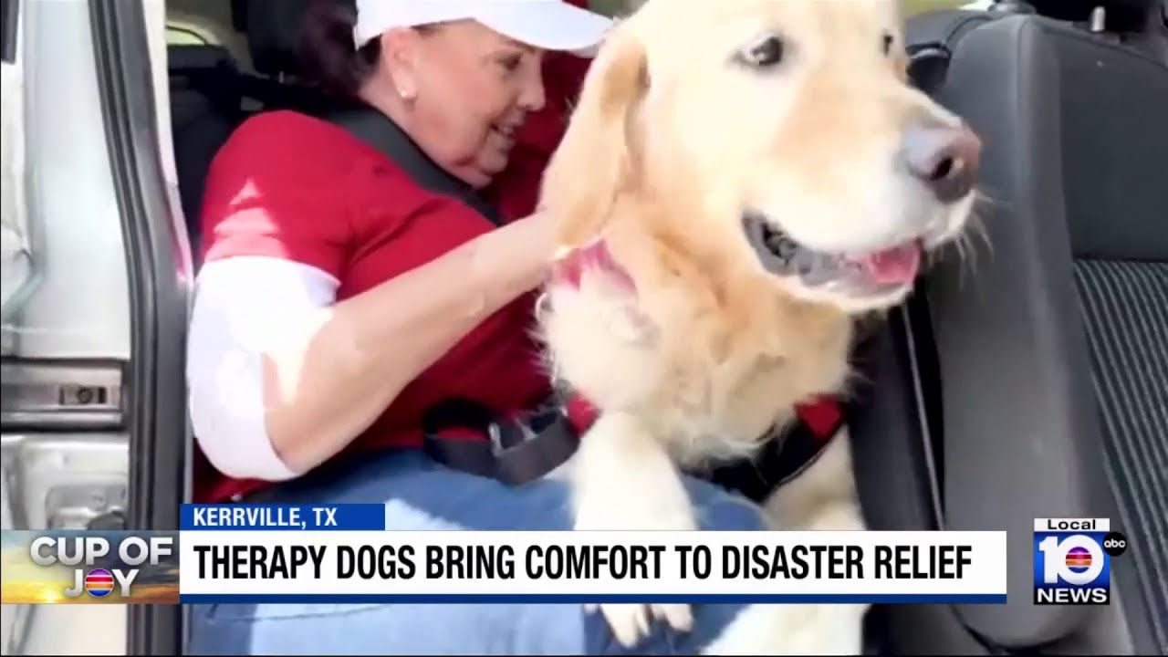 Therapy dogs comfort disaster relief workers in Texas - YouTube