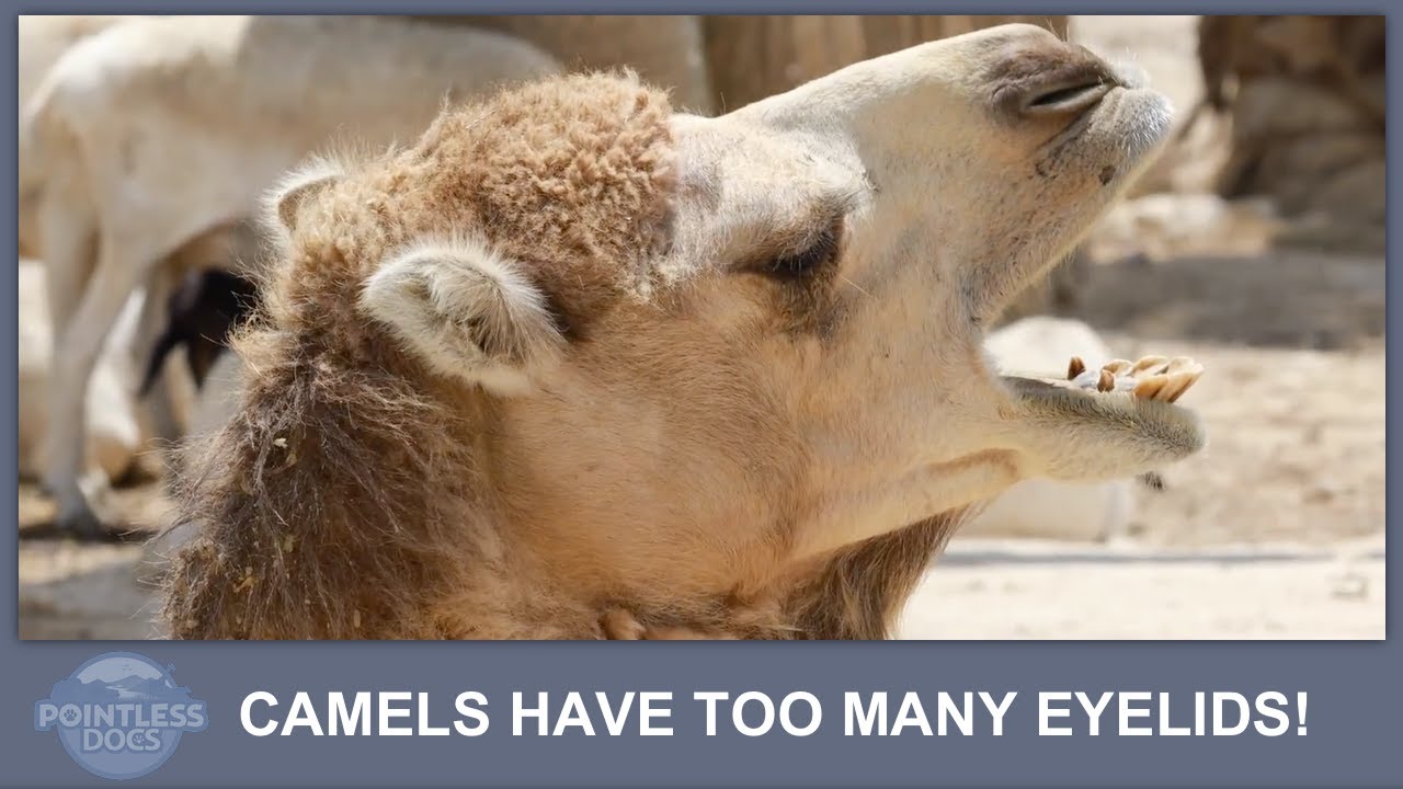 Camels Have Too Many Eyelids! - YouTube