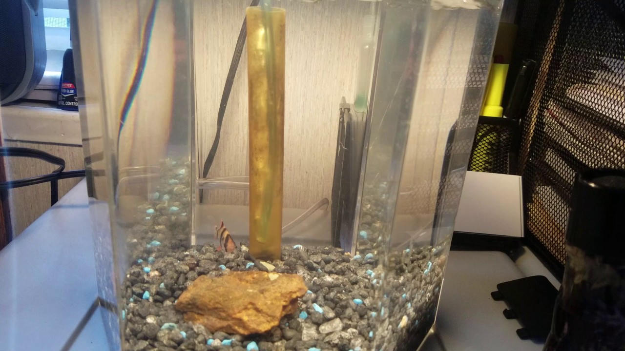 My tiger barb is Sick! - YouTube
