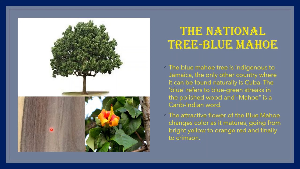 Jamaican National Tree