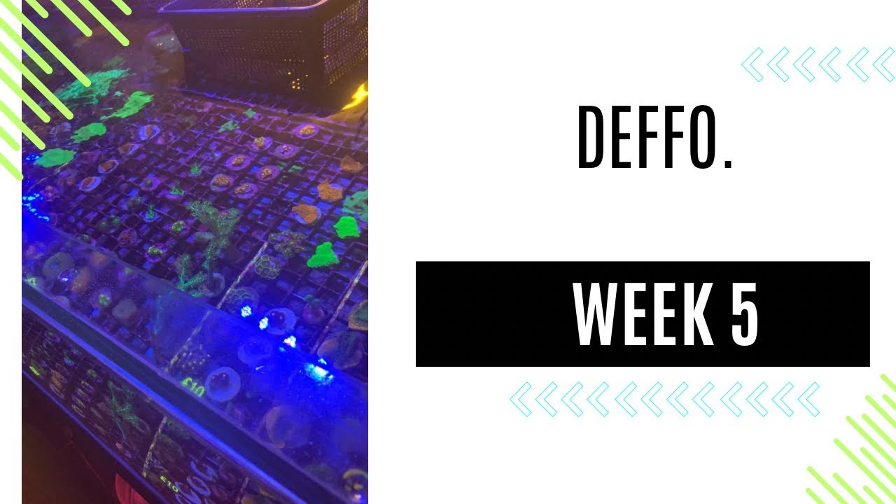 Real reef or a famous dork it’s all the same hobby. Just enjoy your ...
