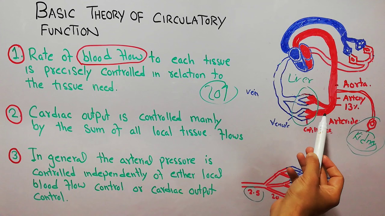 CVS physiology 56. Basic theory of circulatory function. #bloodflow# ...