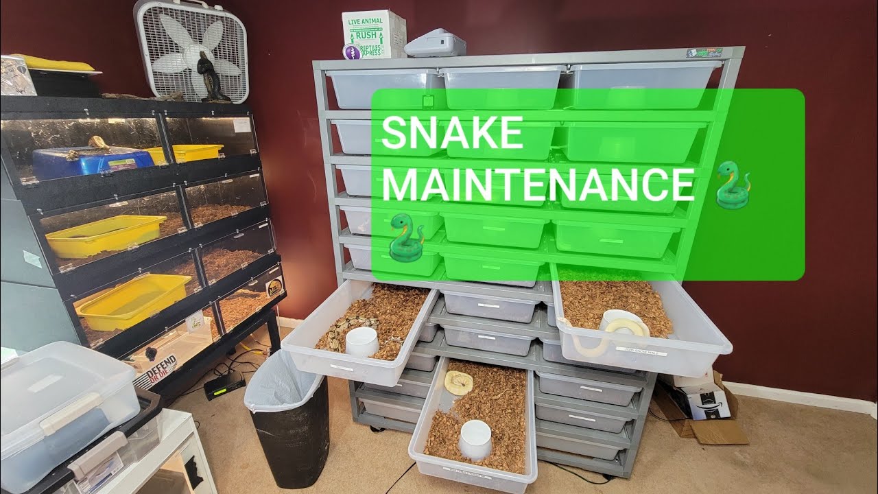 Snake Maintenance with ARS 7030 RACK !!! Boa Constrictors and Pythons ...