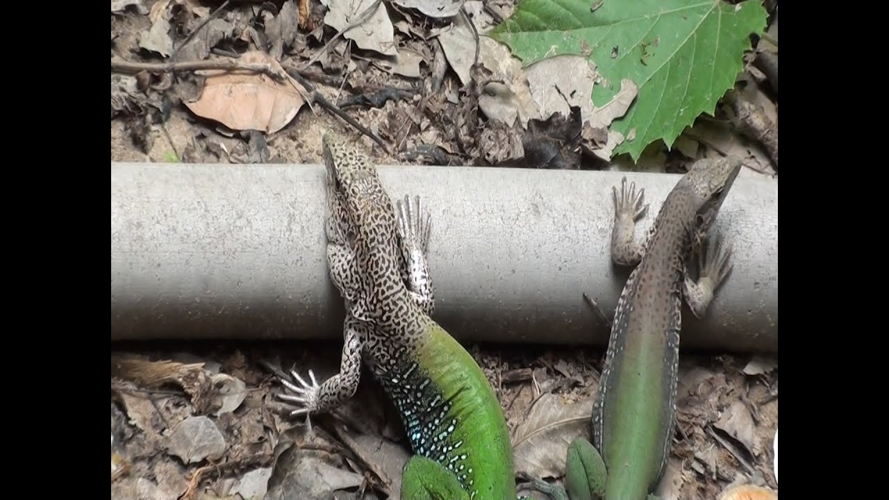 LAGARTO-VERDE (AMEIVA AMEIVA), SOUTH AMERICAN GROUND LIZARD, CALANGO ...