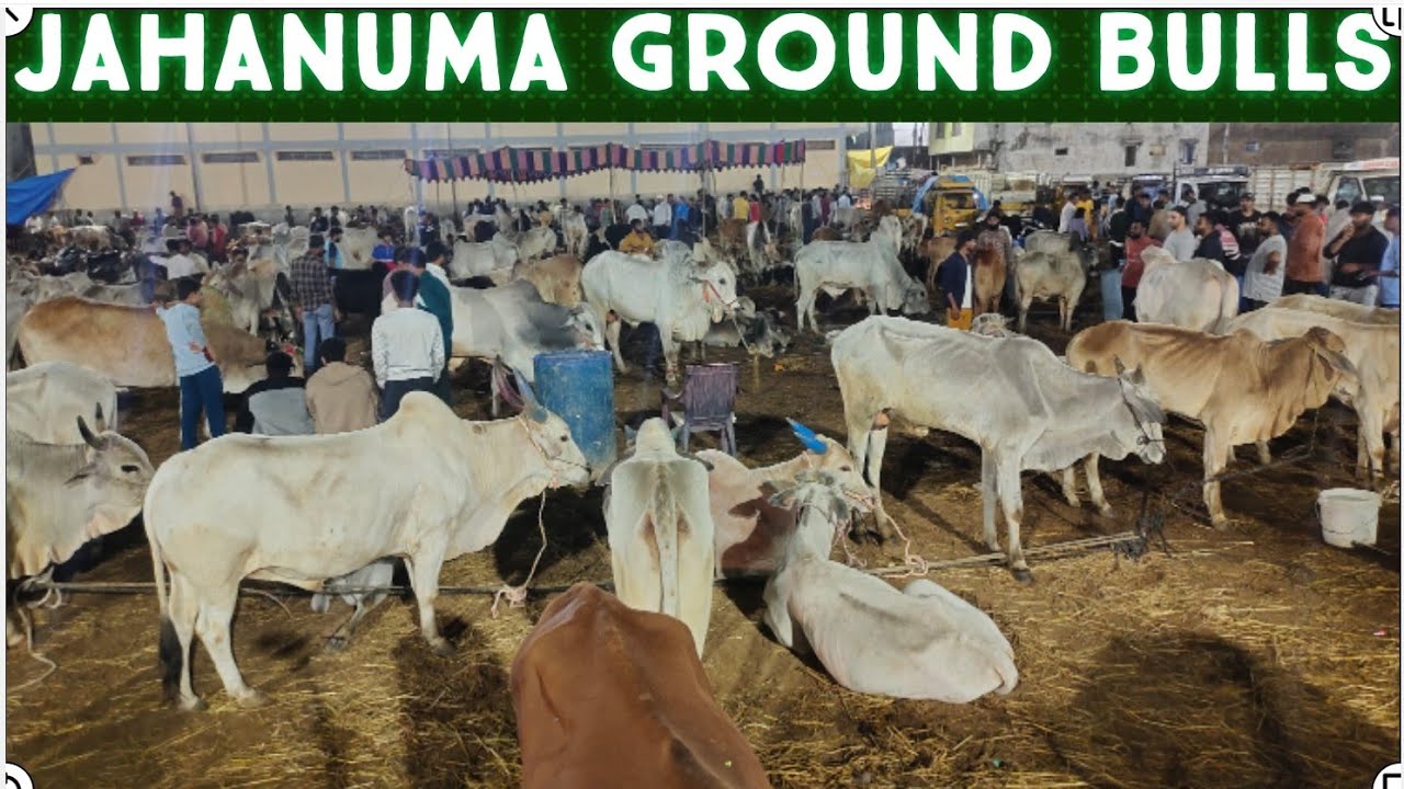 Bade janwar in jahanuma ground | desi deoni & Ongole bulls in jahanuma ...