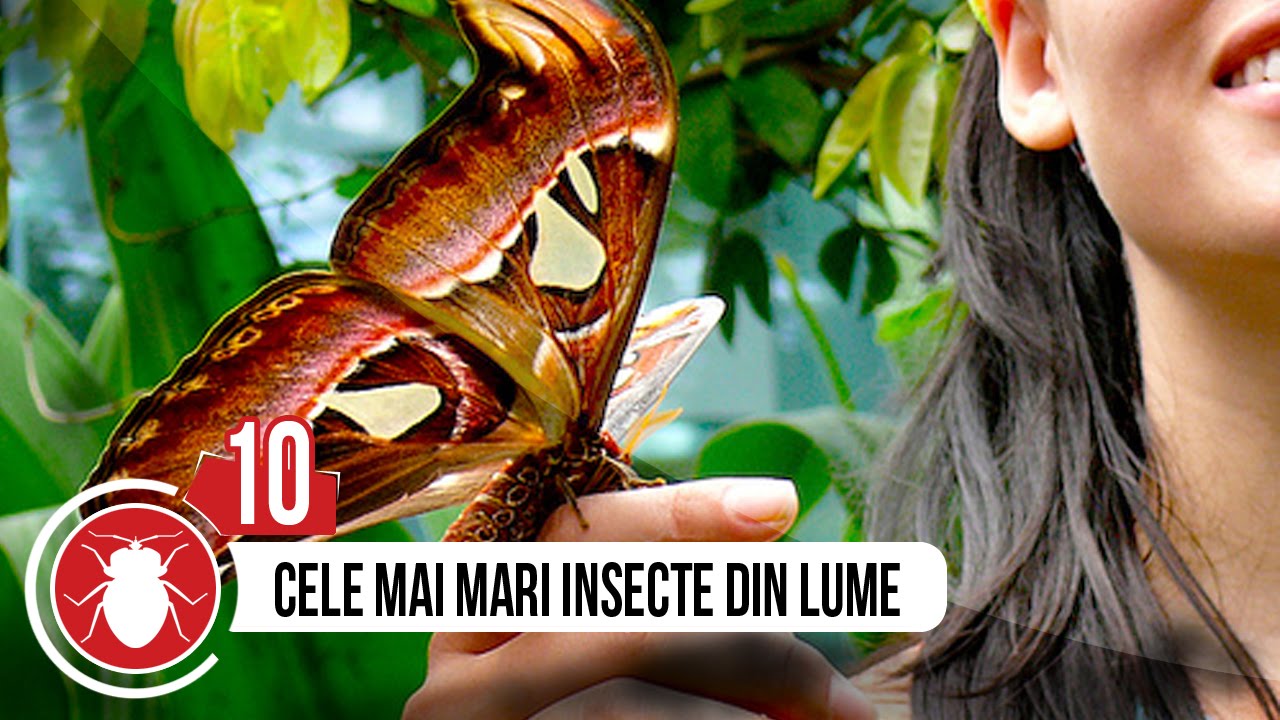 TOP 10 CELE MAI MARI INSECTE DIN LUME (4K) - YouTube