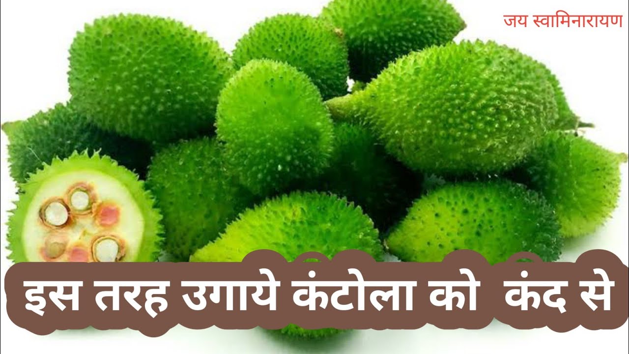 इस तरह उगाये कंटोला को कंद से | How To Grow Kantola From Tuber | Spiny ...