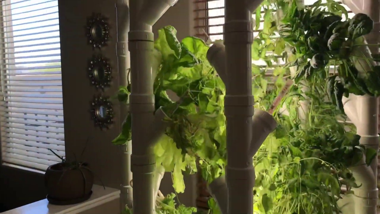 DIY Indoor Grow Tower Vertical Hydroponics - Week 11 - YouTube