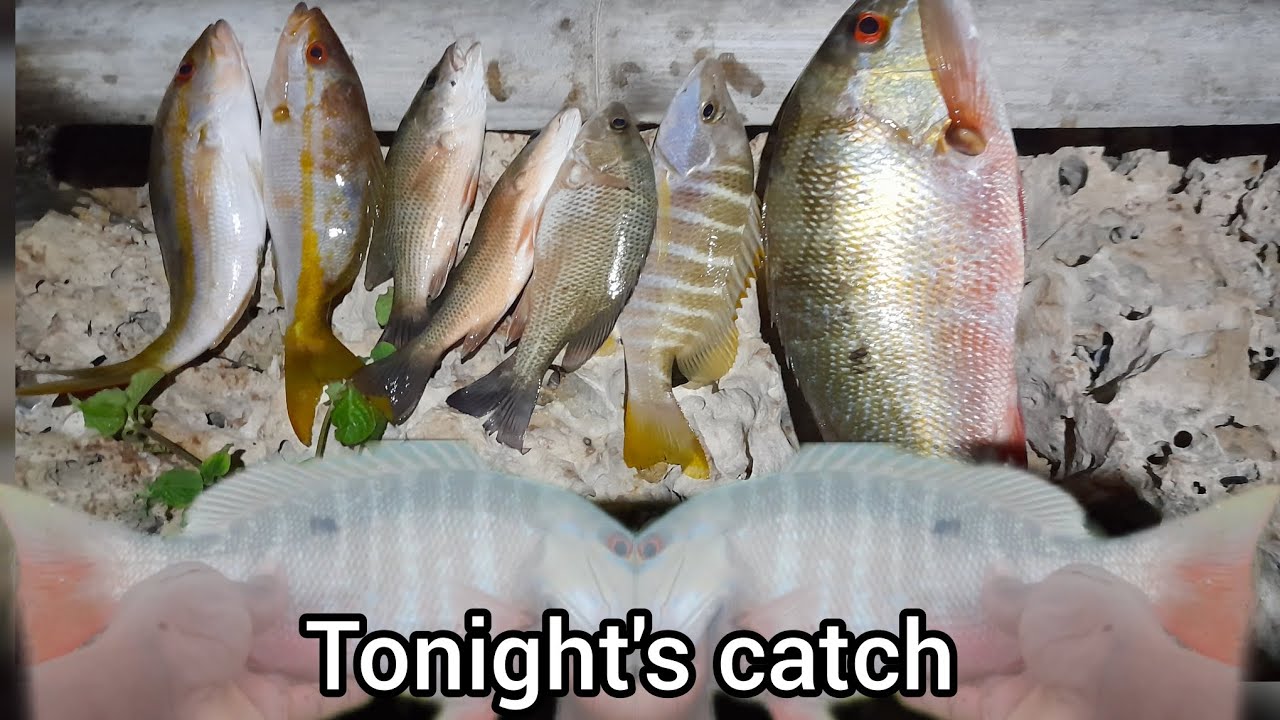 full action 🎣 Video Snapper catch - YouTube